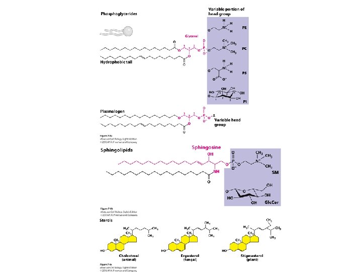 Chapter 7 Biomembrane Structure Chapter 7 Biomembrane Structure