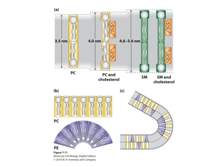 Chapter 7 Biomembrane Structure Chapter 7 Biomembrane Structure