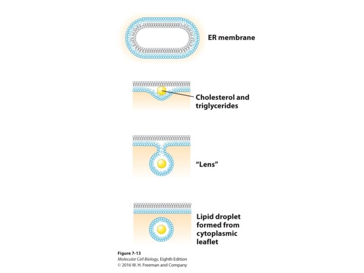Chapter 7 Biomembrane Structure Chapter 7 Biomembrane Structure