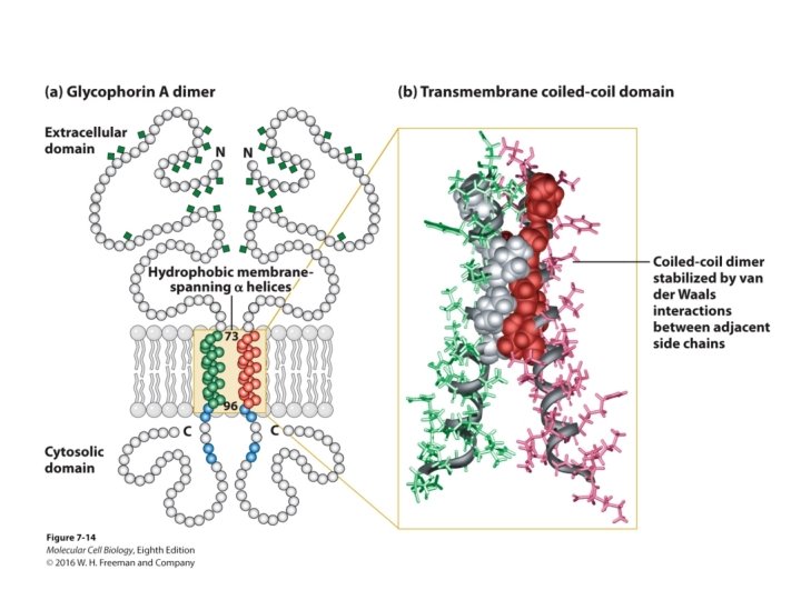Chapter 7 Biomembrane Structure Chapter 7 Biomembrane Structure