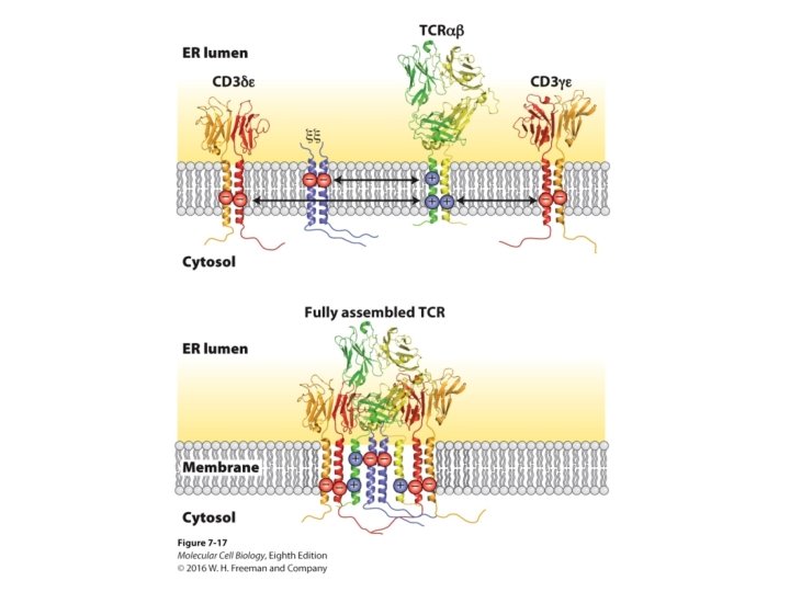 Chapter 7 Biomembrane Structure Chapter 7 Biomembrane Structure