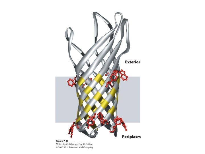 Chapter 7 Biomembrane Structure Chapter 7 Biomembrane Structure