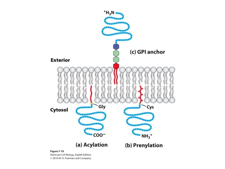 Chapter 7 Biomembrane Structure Chapter 7 Biomembrane Structure