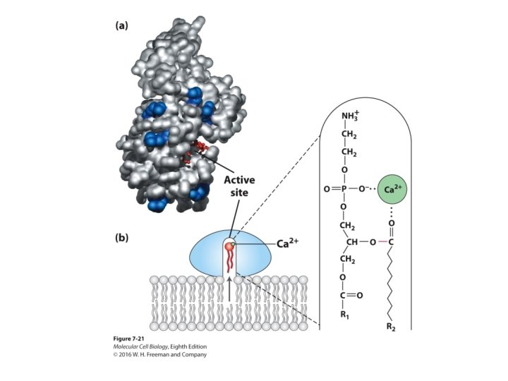 Chapter 7 Biomembrane Structure Chapter 7 Biomembrane Structure
