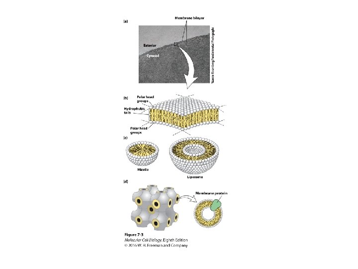 Chapter 7 Biomembrane Structure Chapter 7 Biomembrane Structure