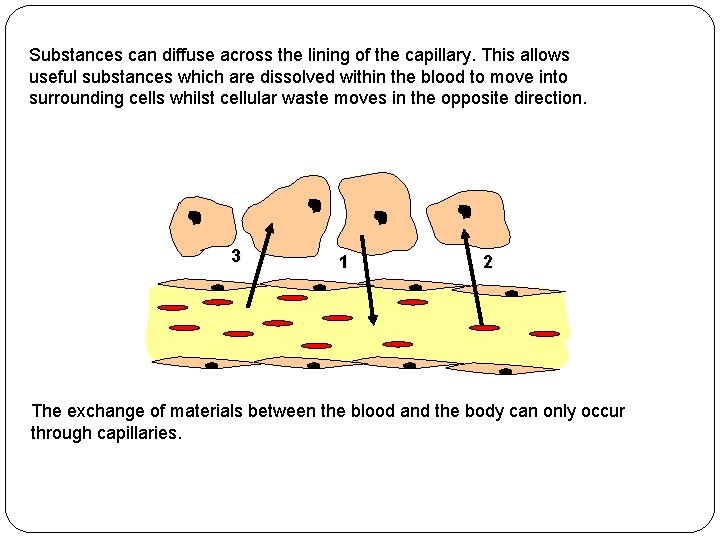 Blood Vessels and their Functions 13 6 Questions