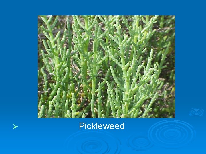 Invasive plant and animal effects on the blacknetted