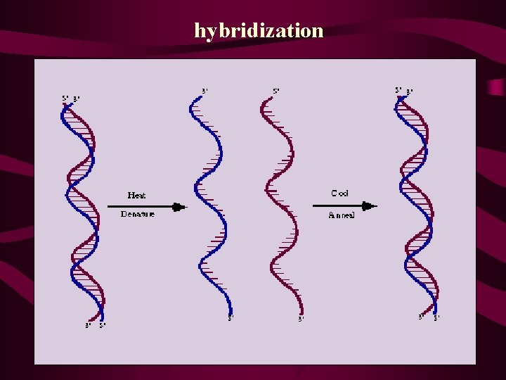 Structure and Function of DNA Halil Grhan KARABULUT