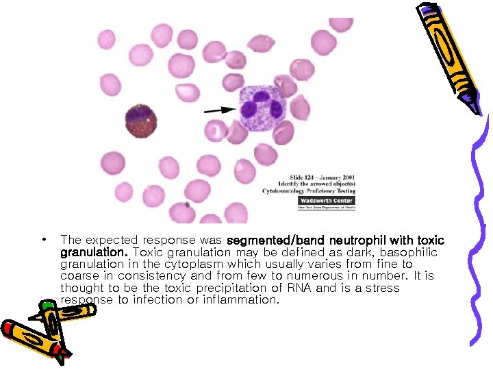 Cell Biology 4 Cell membrane Sung Youn Lee