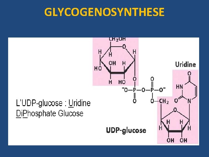 METABOLISME DU GLYCOGENE PLAN I Introduction II Intrt