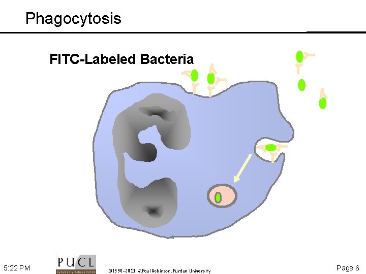 BMS 631 LECTURE 13 Flow Cytometry Theory Cell