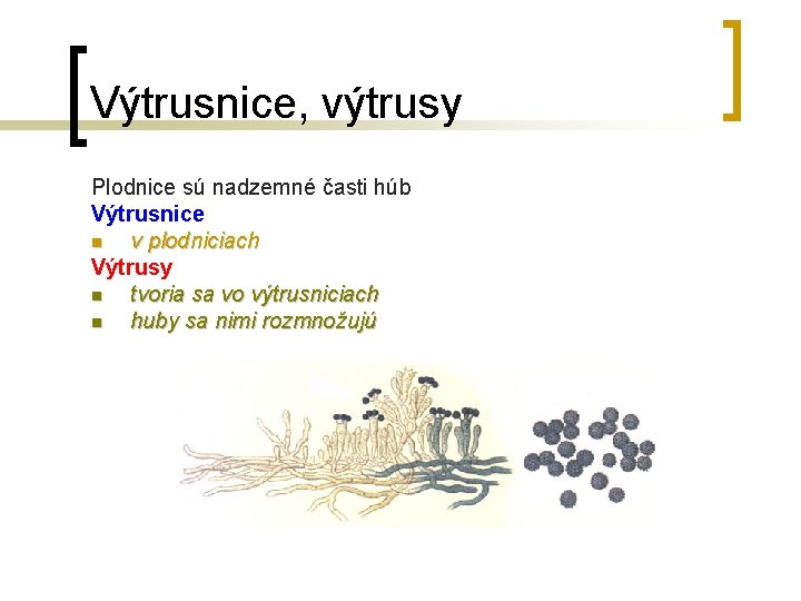 Huby s plodnicou Biolgia 6 ronk Podhubie plodnice