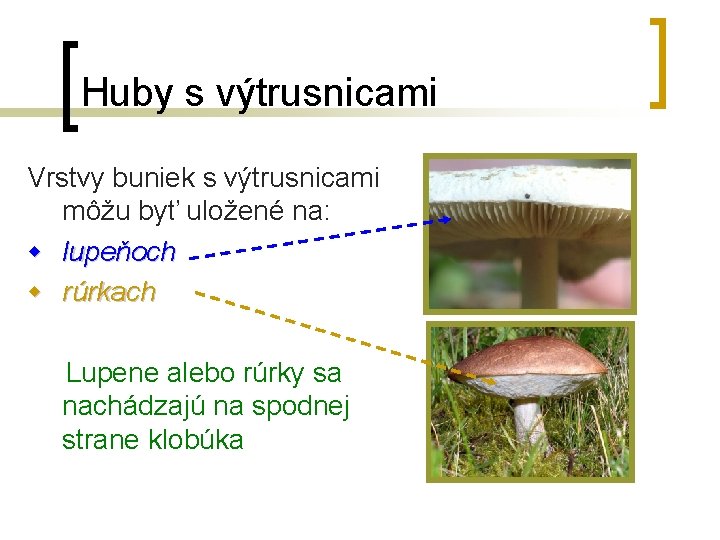 Huby s plodnicou Biolgia 6 ronk Podhubie plodnice