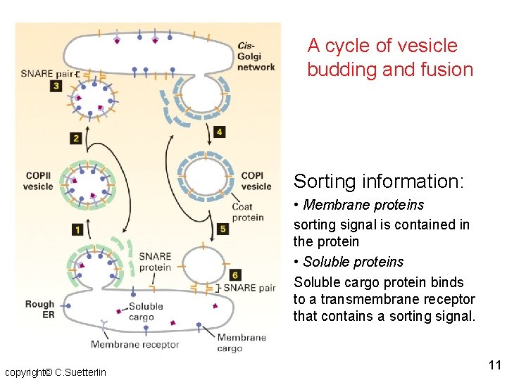 Lecture 12 The secretory pathway The fission and