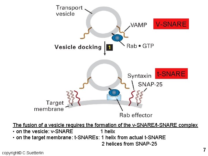 Lecture 12 The secretory pathway The fission and