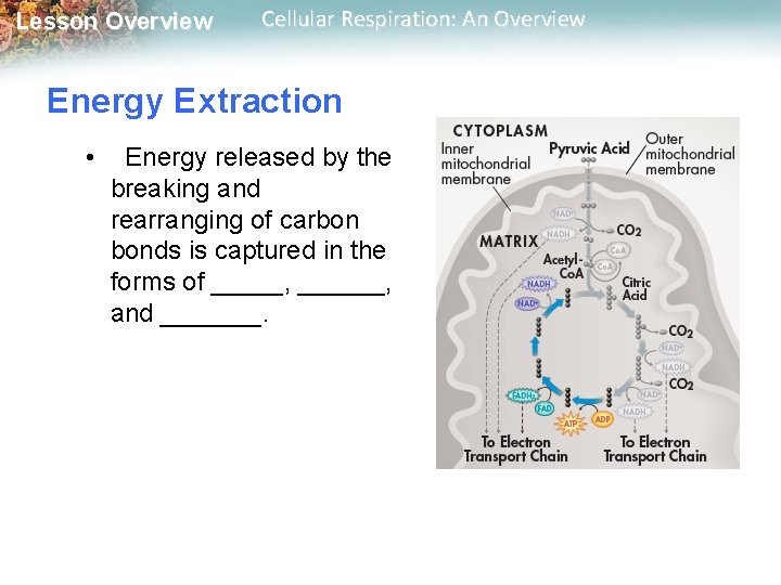 Lesson Overview Cellular Respiration An Overview Lesson Overview