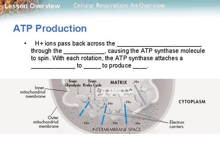 Lesson Overview Cellular Respiration An Overview Lesson Overview