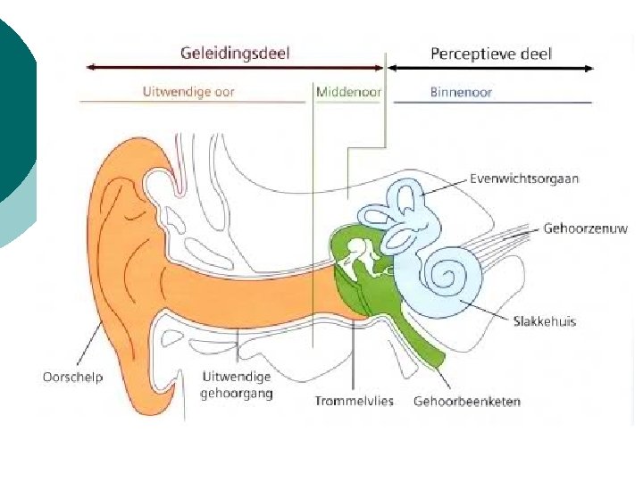 HET OOR Slechthorendheid Gehoorstelsel Buitenoor l Oorschelp en