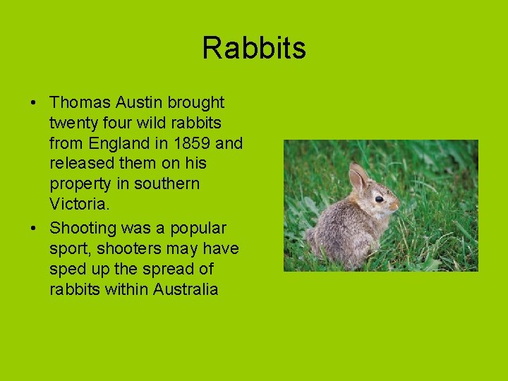 Old Mc Donalds Farm Management proposal by V