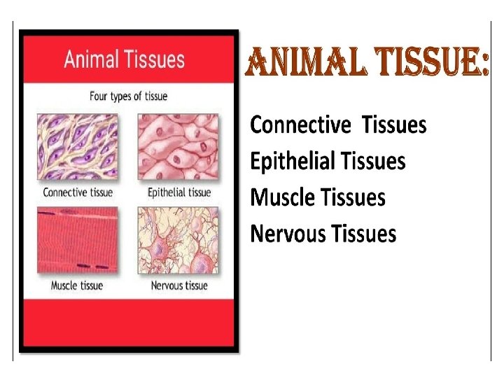 ANIMAL TISSUES A BRIEF OVERVIEW Kantisree Goswami Assistant