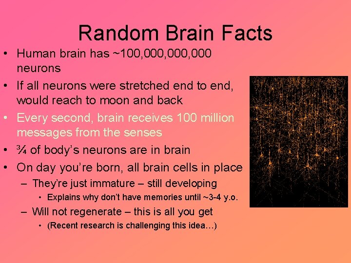 Random Brain Facts Random Brain Facts Weve learned