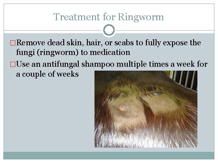 Common Equine Skin Diseases What is a Disease