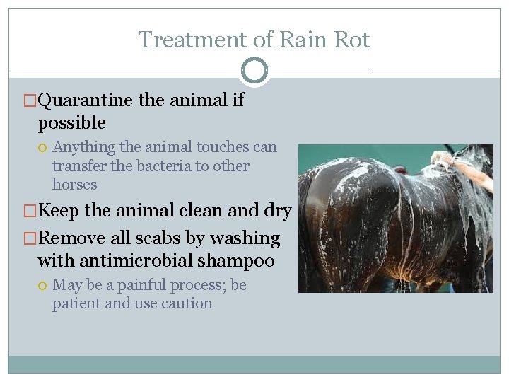 Common Equine Skin Diseases What is a Disease