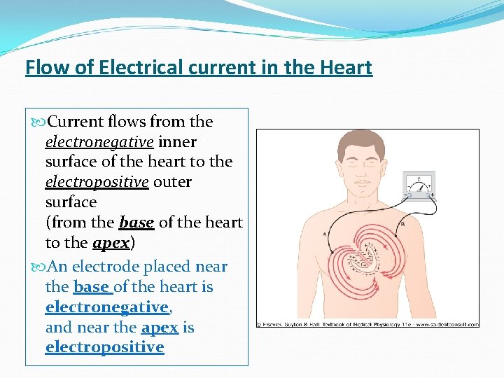 Cardiovascular System Block The Electrocardiogram ECG Dr Mona