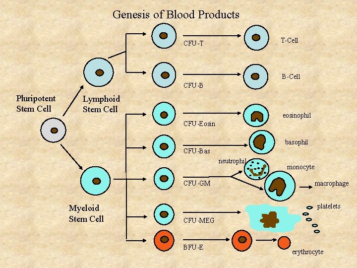Chapter 32 Red Blood Cells Anemia and Polycythemia