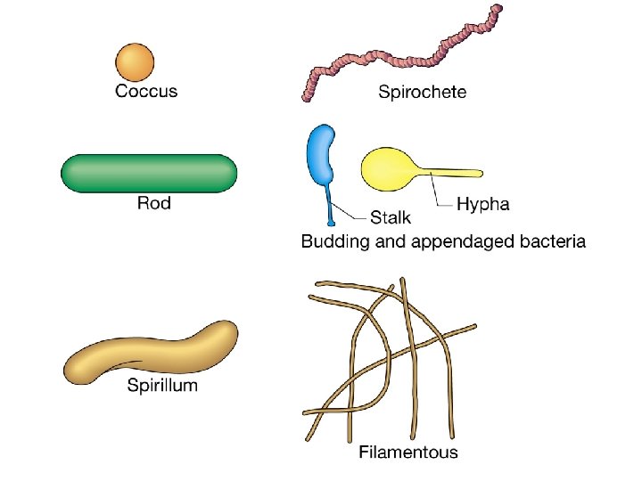 Dimensioni e forma della cellula procariotica batteri giganti