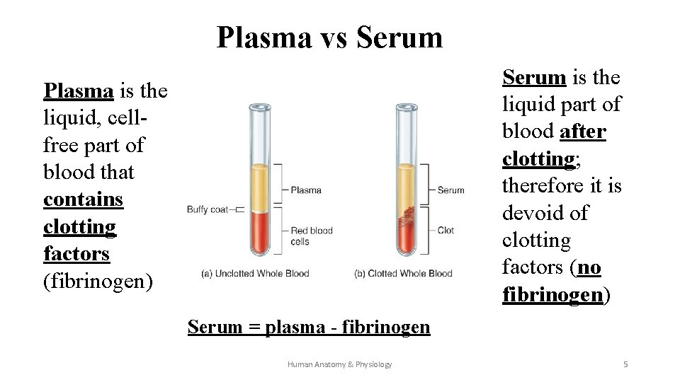 Blood Human Anatomy Physiology 1 The functions of