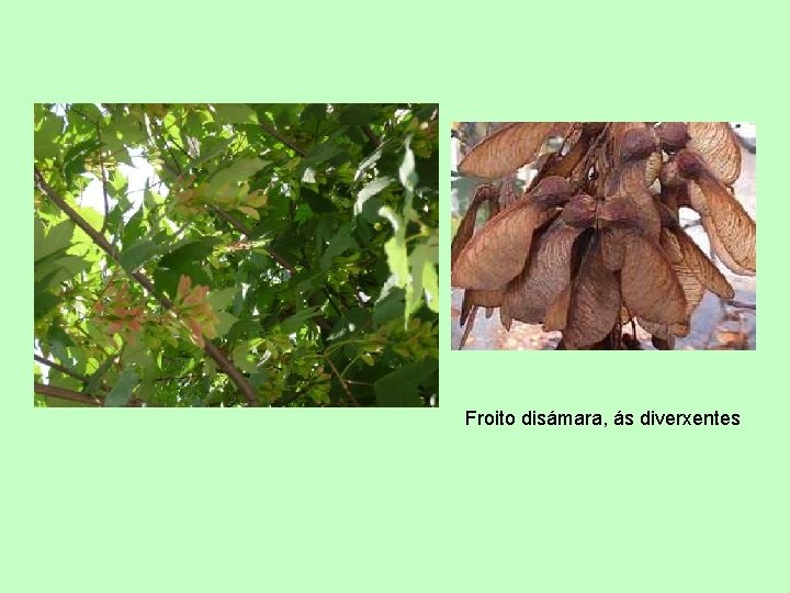 rbores do Xardn do Poso e arredores O