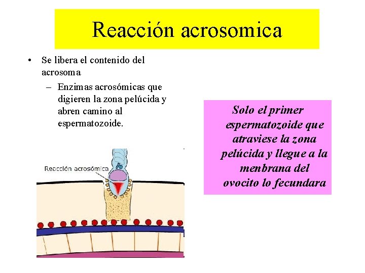 Periodo embrionario humano Primera semana de desarrollo embrionario
