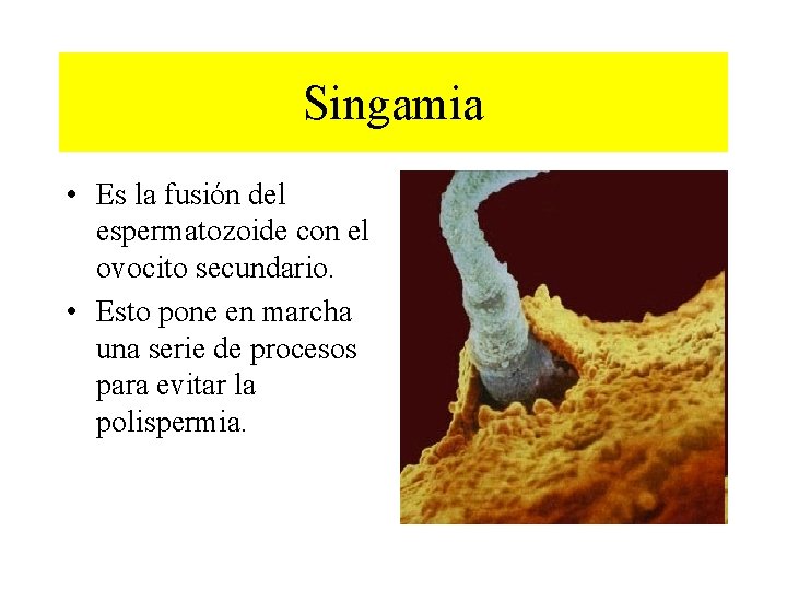 Periodo embrionario humano Primera semana de desarrollo embrionario
