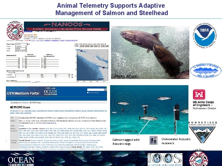 Animal Telemetry a Key Part of Ocean Observing