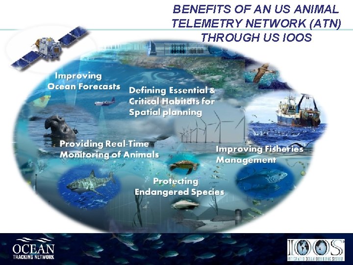 Animal Telemetry a Key Part of Ocean Observing