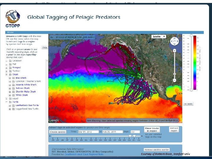Animal Telemetry a Key Part of Ocean Observing