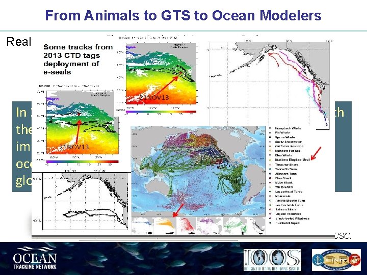 Animal Telemetry a Key Part of Ocean Observing
