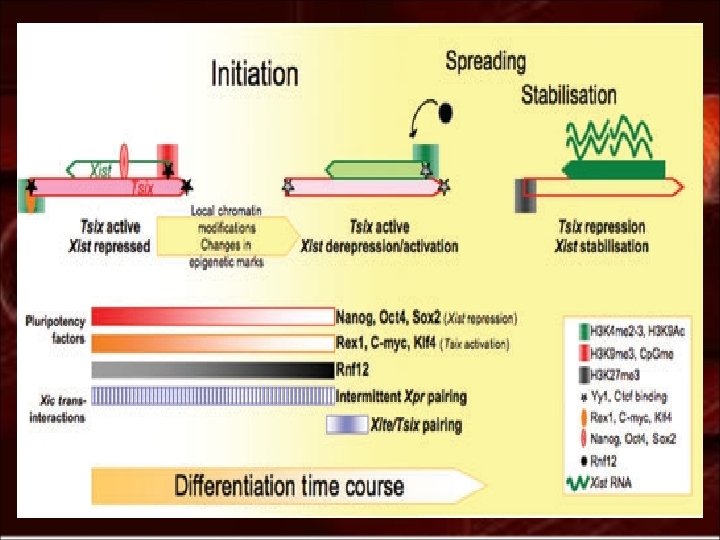 Genetics and epigenetics of the X chromosome Cline