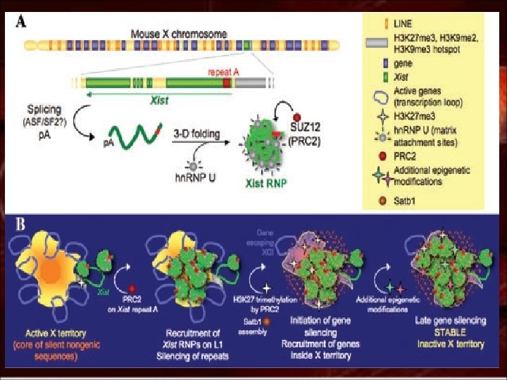 Genetics and epigenetics of the X chromosome Cline