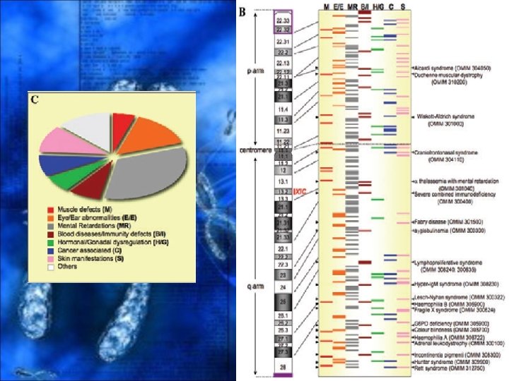 Genetics and epigenetics of the X chromosome Cline
