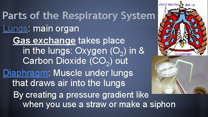 Respiratory System Notes Pg 39 EQ How does