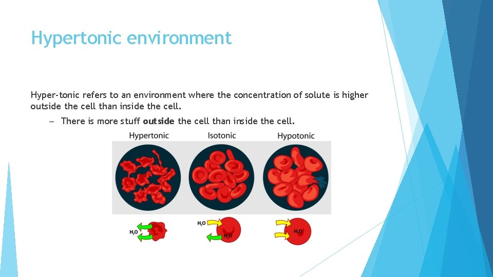 Homeostasis What is homeostasis According to MerriamWebster homeostasis