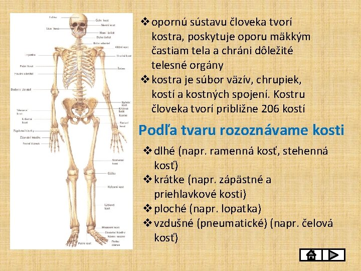 kosti WELCOME Oporn sstava Kostra Stavba kost Spojenie