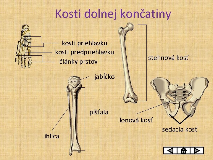 kosti WELCOME Oporn sstava Kostra Stavba kost Spojenie