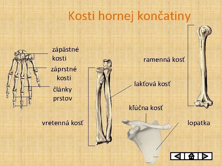 kosti WELCOME Oporn sstava Kostra Stavba kost Spojenie