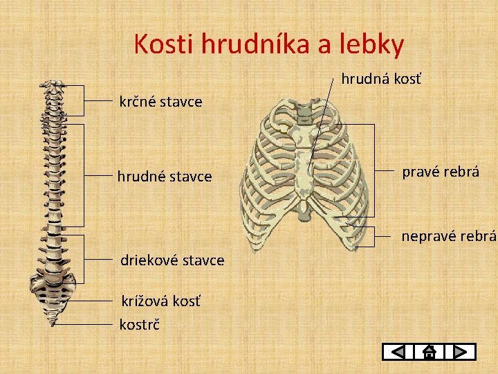 kosti WELCOME Oporn sstava Kostra Stavba kost Spojenie