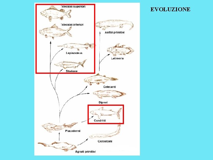 EVOLUZIONE PESCI CONDROITTI Pesci con scheletro cartilagineo OSTEITTI