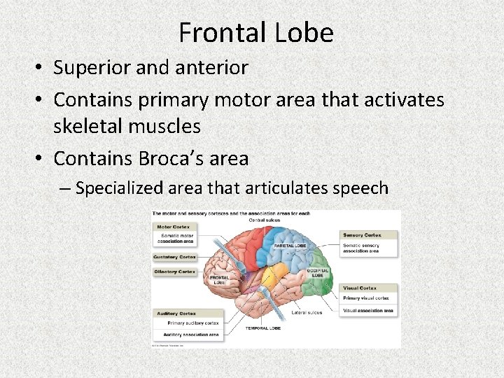 Central Nervous System Lecture 4 Chapter 7 Brain