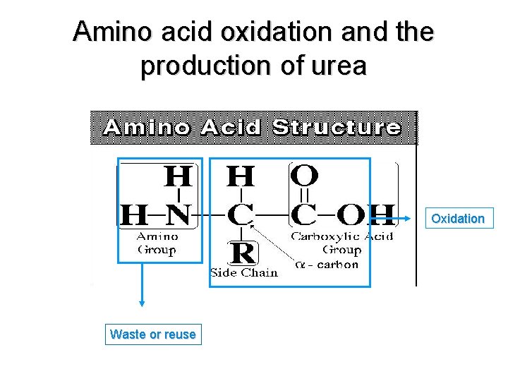 Urea cycle Amino acid oxidation and the production